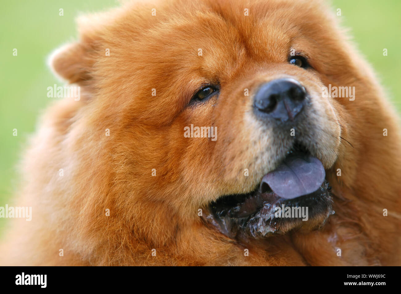 Portrait of Chow Chow dog Stock Photo - Alamy