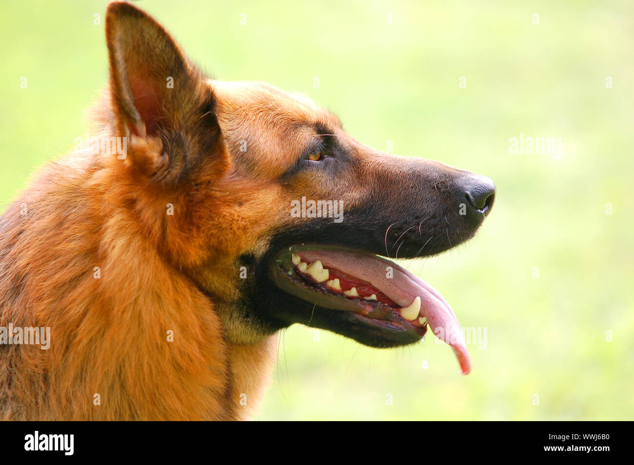 The Best Human Friend Stock Photo - Alamy