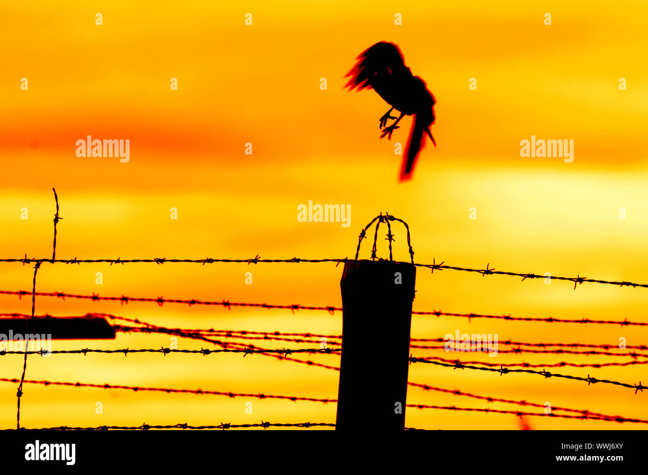 Bird flying off from prison fence at sunset Stock Photo - Alamy