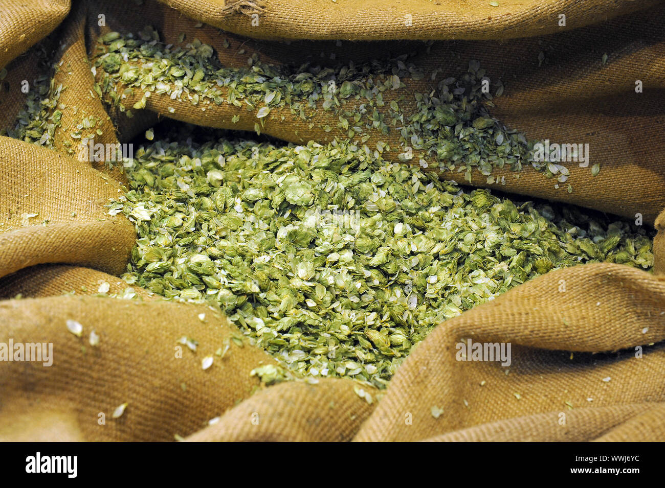 a bag of hops, Humulus lupulus, for beer production Stock Photo - Alamy
