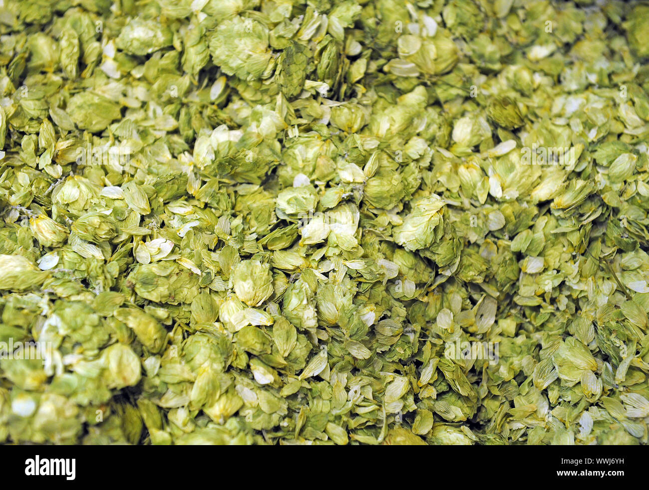 dried hops, Humulus lupulus, for beer production Stock Photo - Alamy