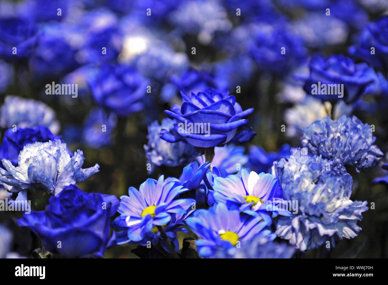 Lila rose hi-res stock photography and images - Alamy