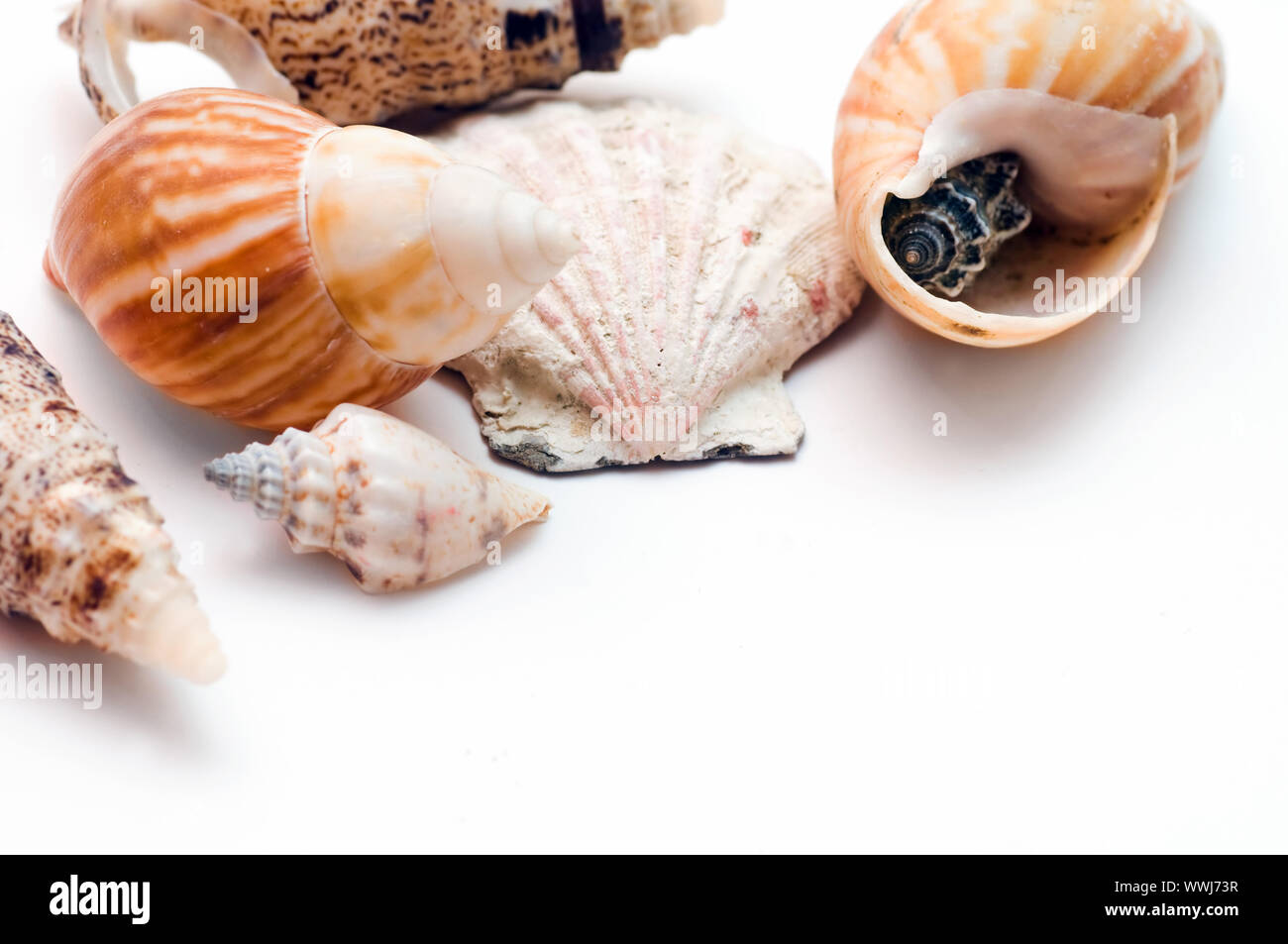 Sea shells isolated on white background Stock Photo - Alamy