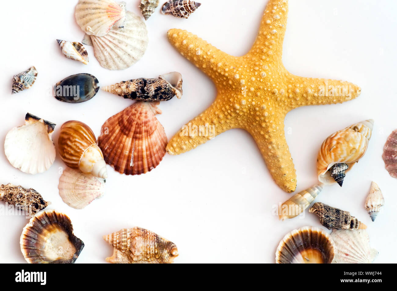 Starfish and shells isolated on white background Stock Photo - Alamy