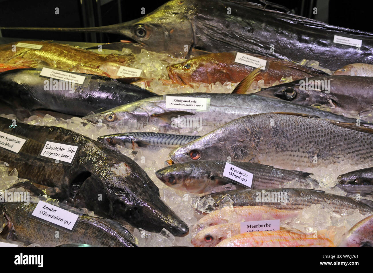 In different species hi-res stock photography and images - Alamy