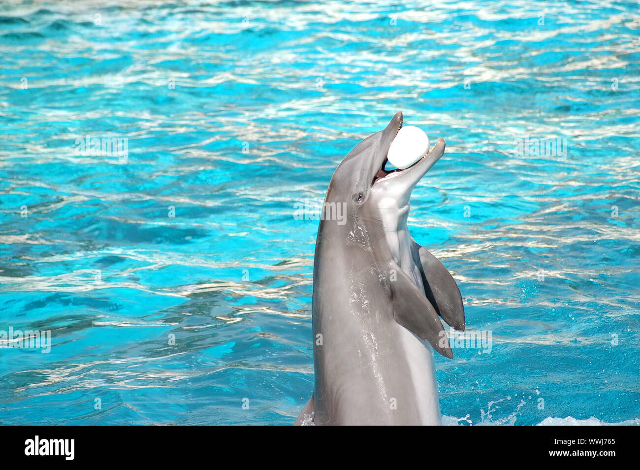 Dolphin plays with ball Stock Photo - Alamy