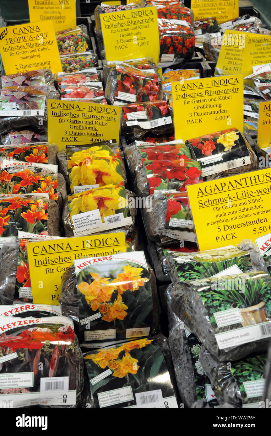 different kinds of flower tubers Stock Photo - Alamy