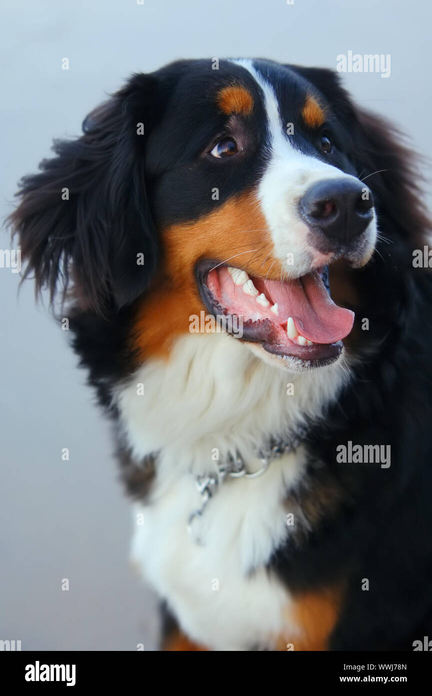 Beautiful dog portrait. Bernese Mountain Dog Stock Photo - Alamy