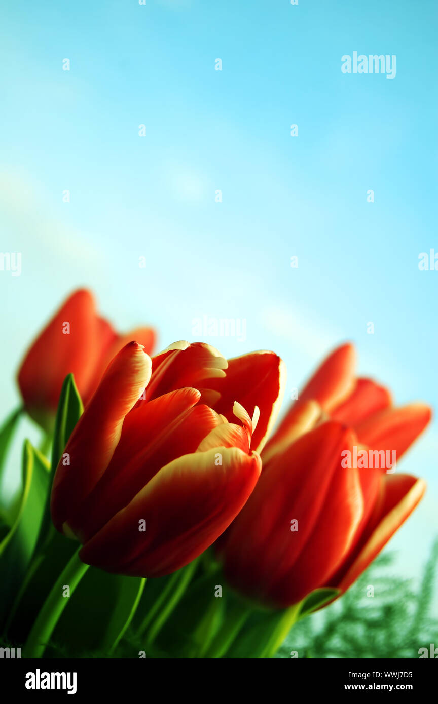 Spring fresh tulips flower background Stock Photo - Alamy