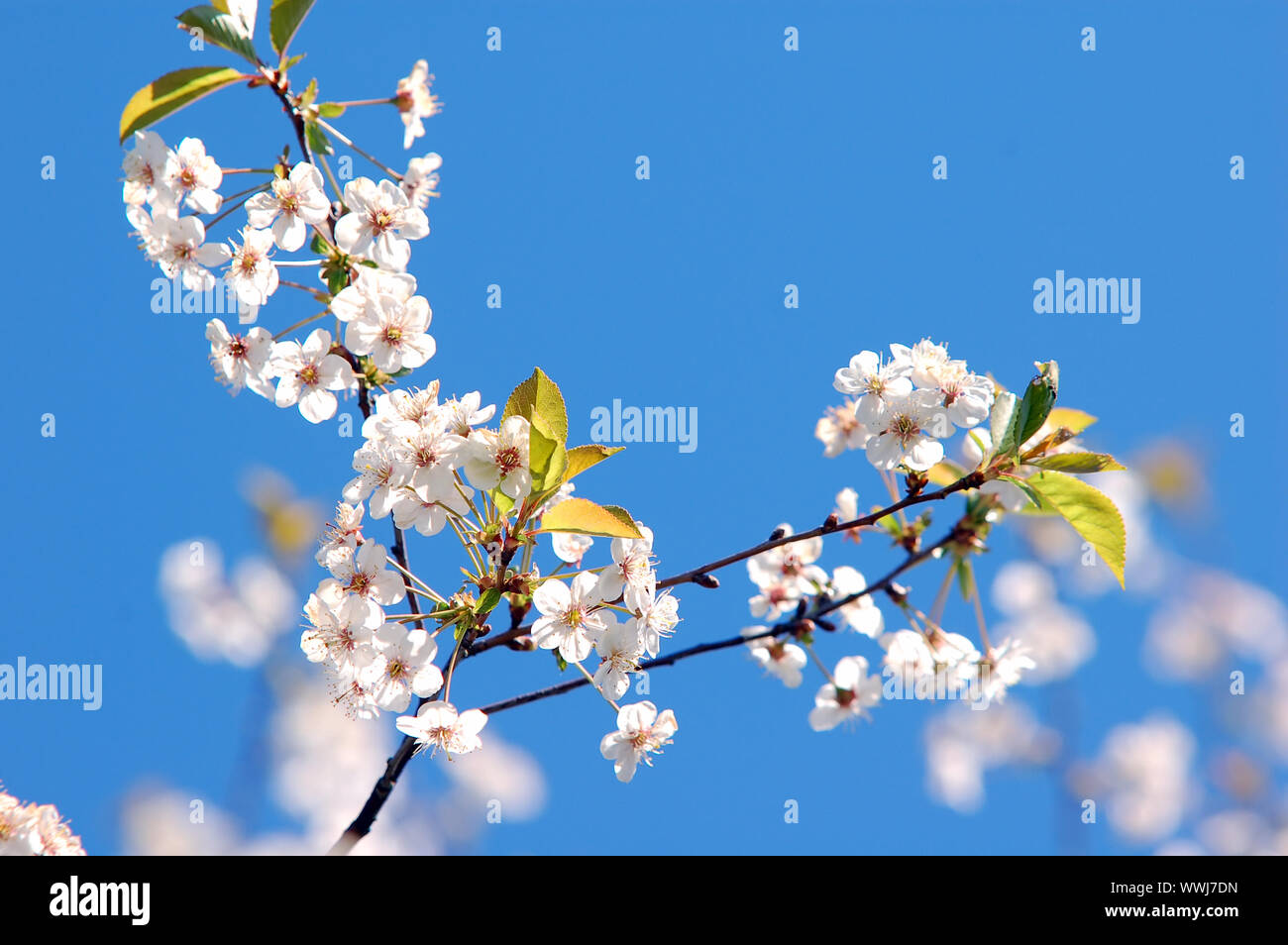 Spring tree branch in bloom Stock Photo - Alamy