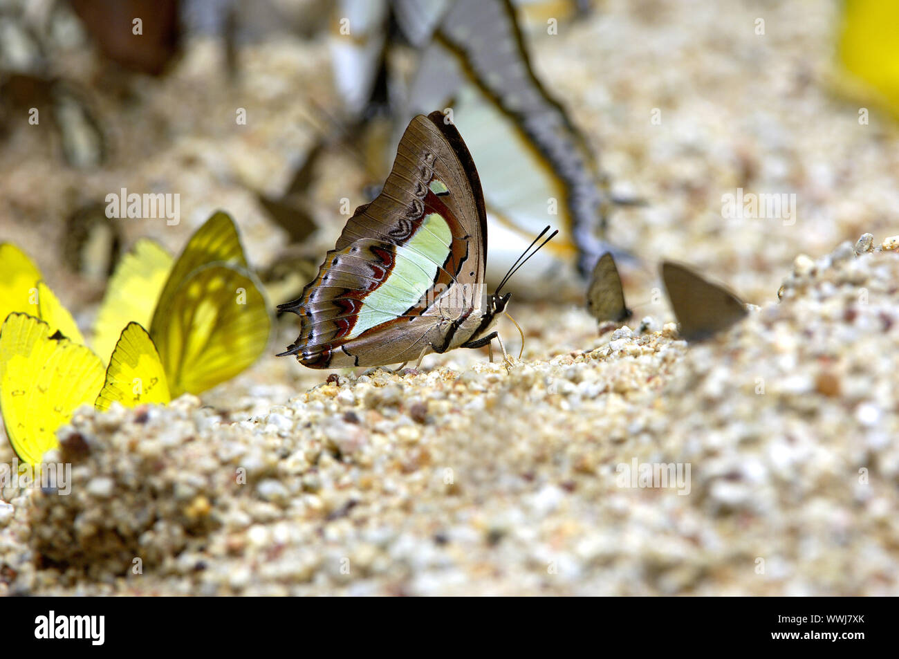 Schmetterling, Polyura athamas Stock Photo - Alamy