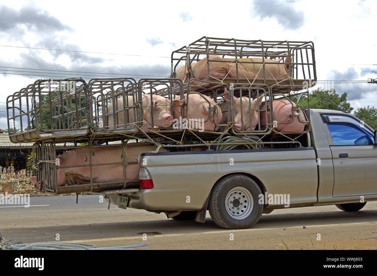 Pig transport hi-res stock photography and images - Alamy