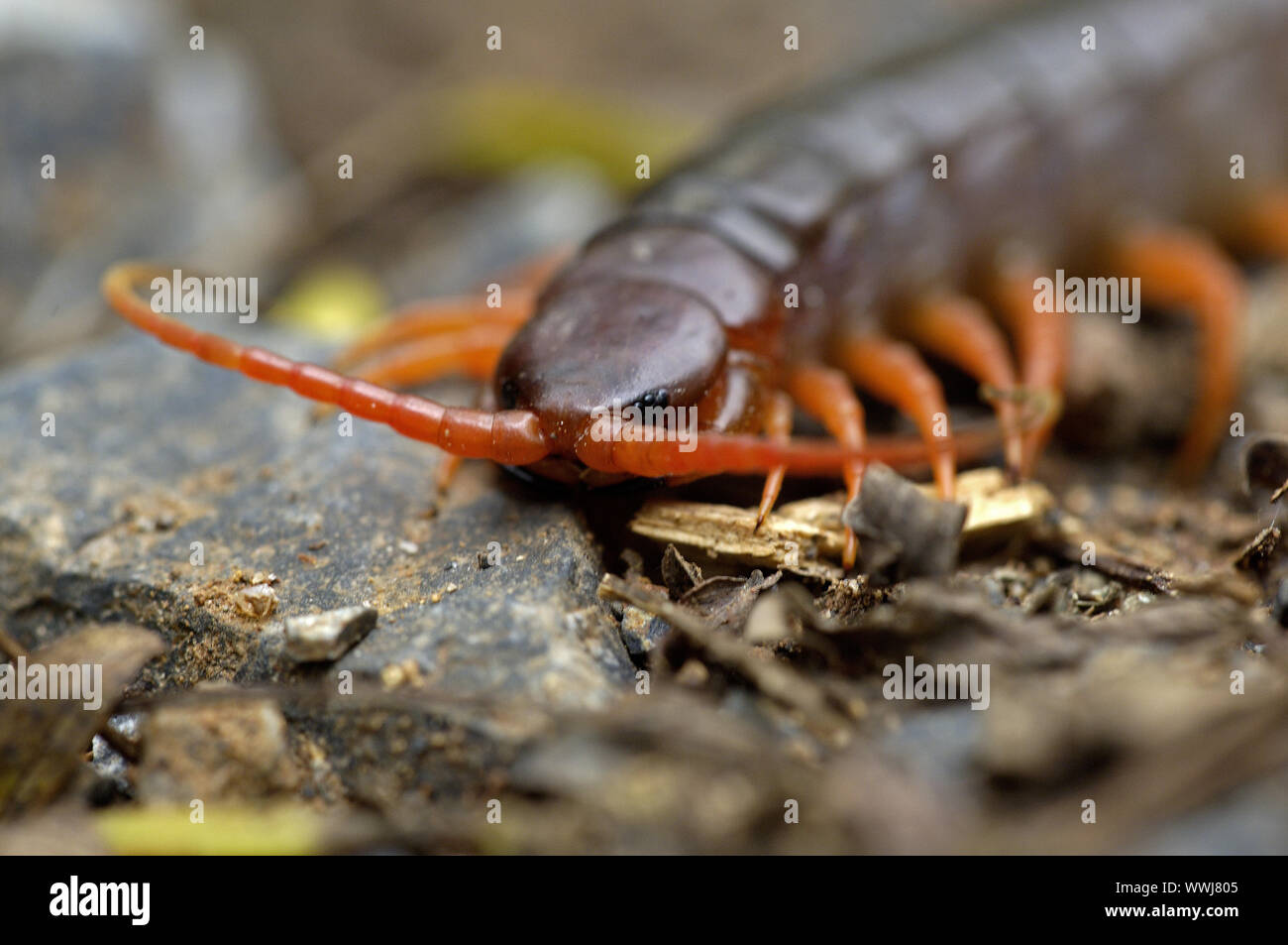 Khao YAi NP, Thailand, Scolopender, Scolopendera spec Stock Photo - Alamy