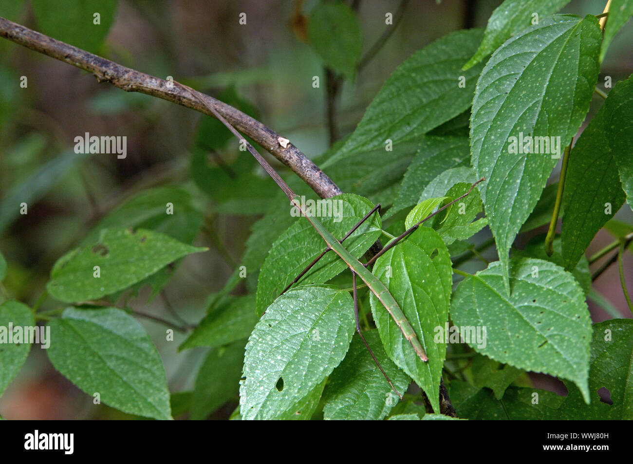 Stick insect, Phasmidea spec Stock Photo - Alamy