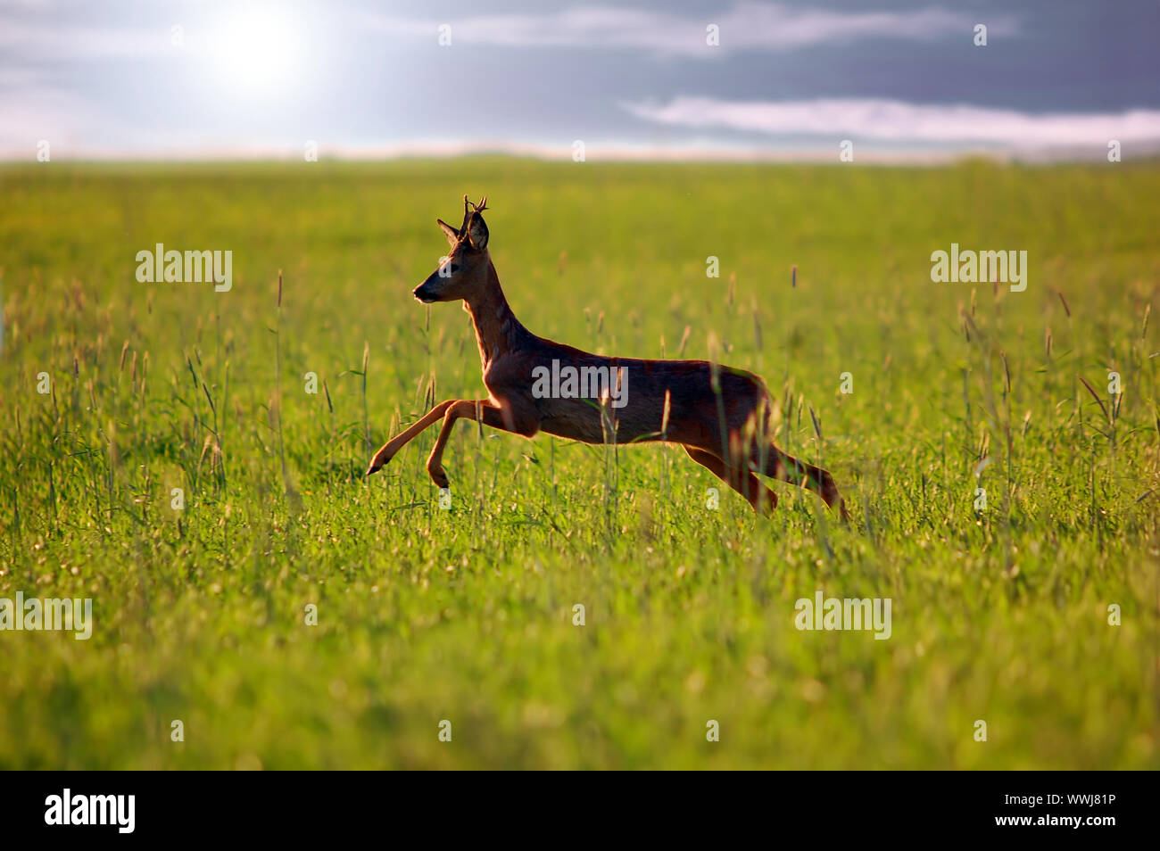 Animal background beautiful roe-deer running Stock Photo - Alamy