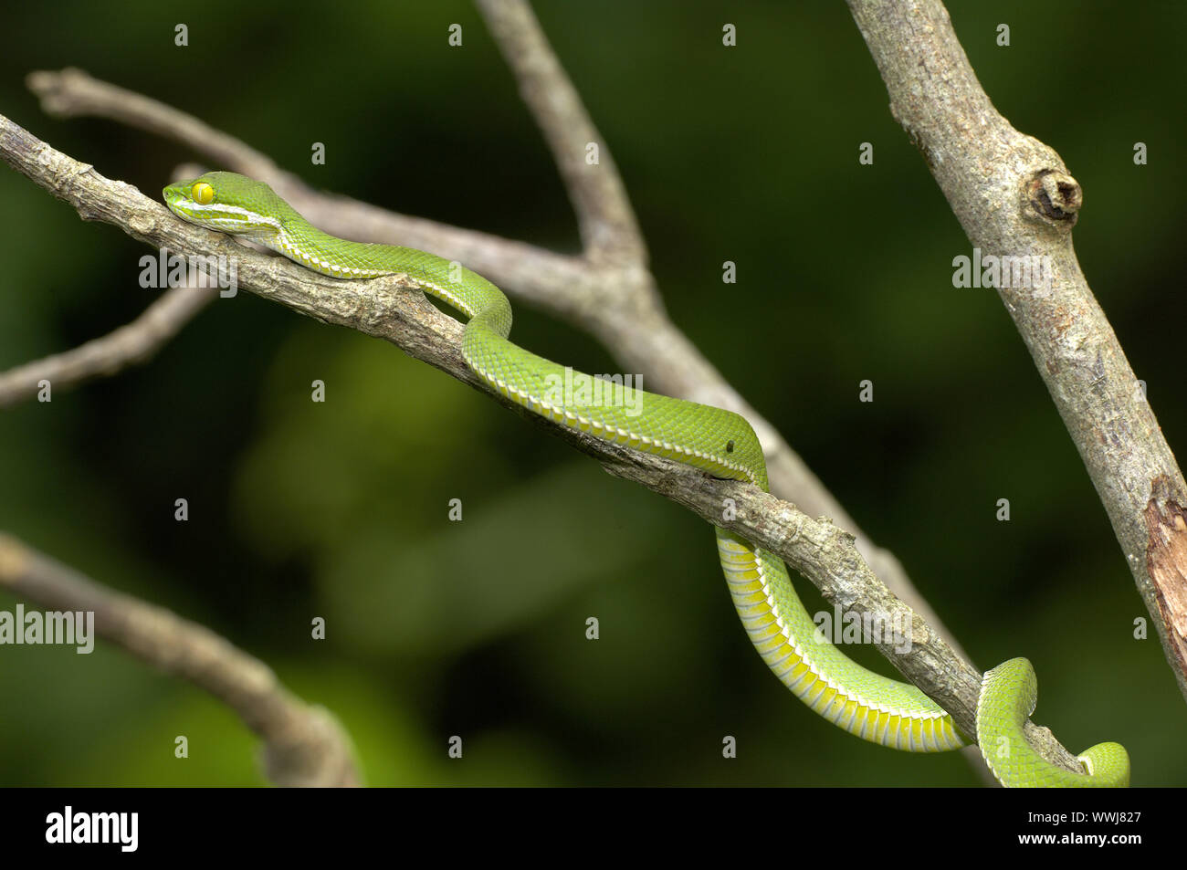 Bamboo viper hi-res stock photography and images - Alamy
