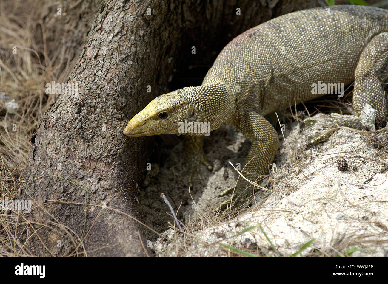 Monitor, Varanus bengalensis Stock Photo - Alamy
