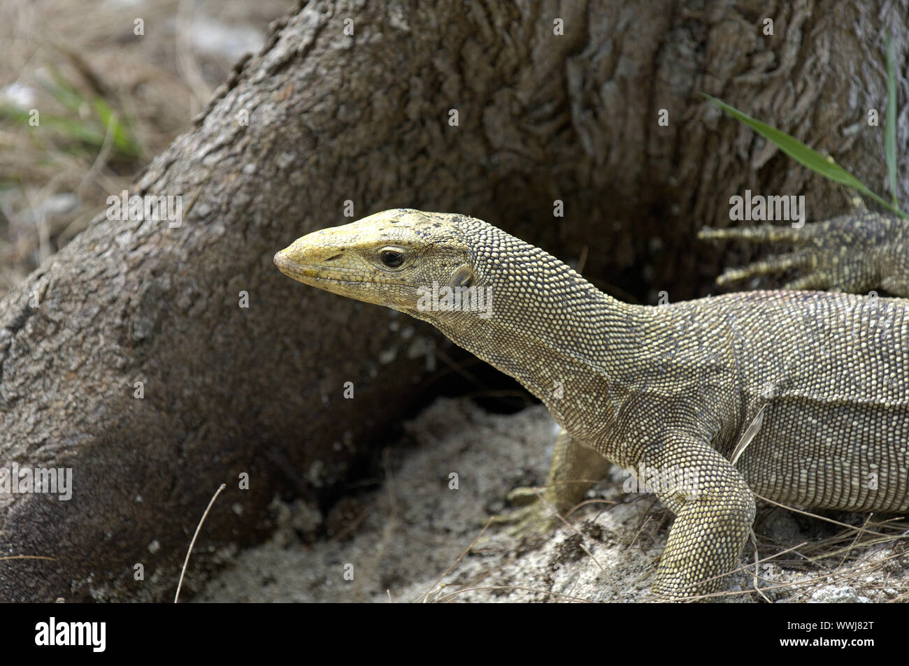 Monitor, Varanus bengalensis Stock Photo - Alamy