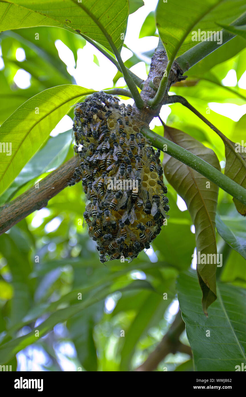 Wild bee nest hi-res stock photography and images - Alamy
