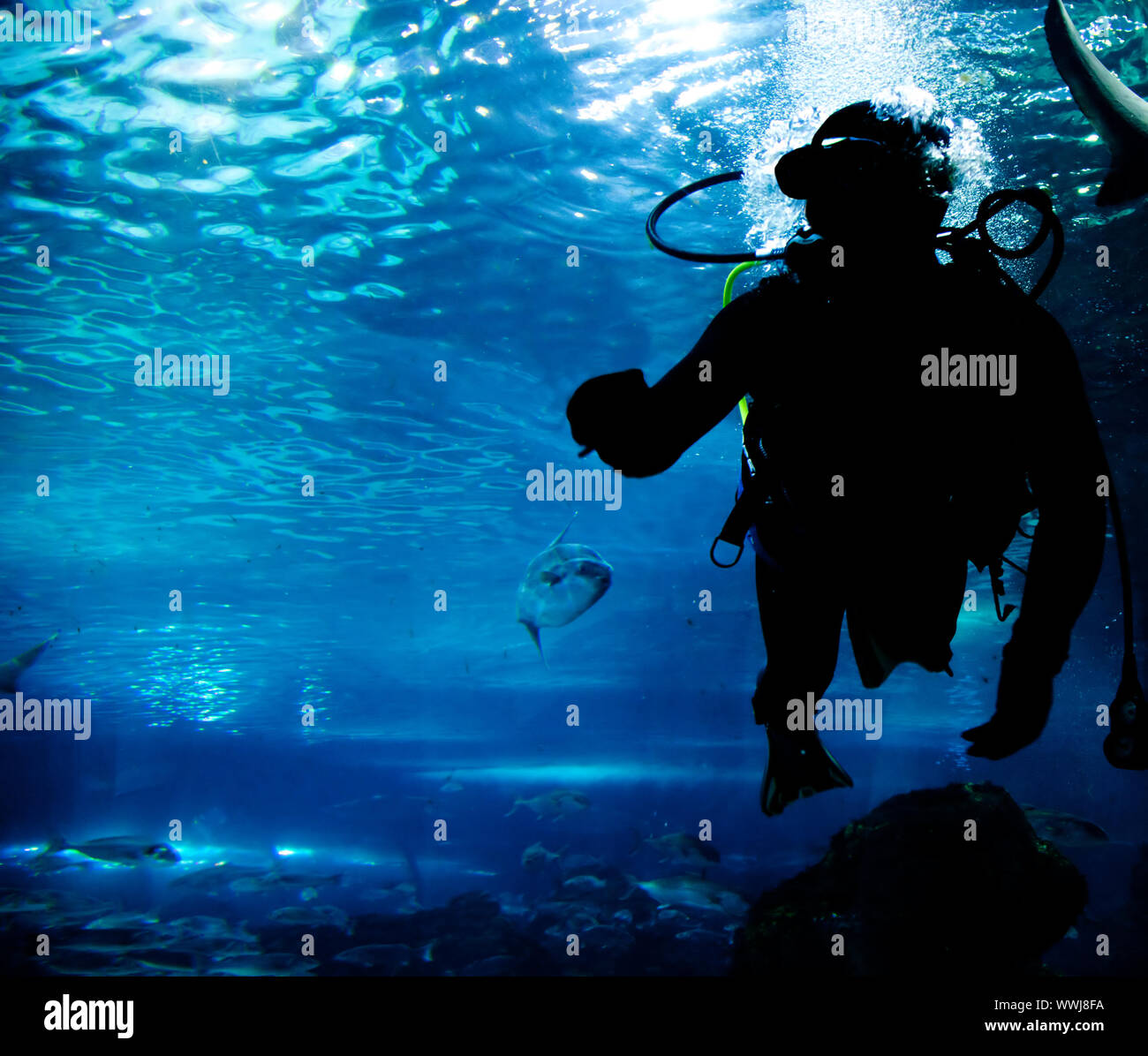 Diving in the ocean. Diver silhouette Stock Photo - Alamy