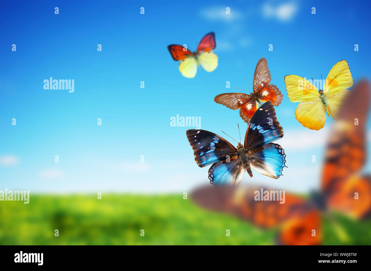 Butterfly spring field. A group o colorful butterflies in the spirng ...