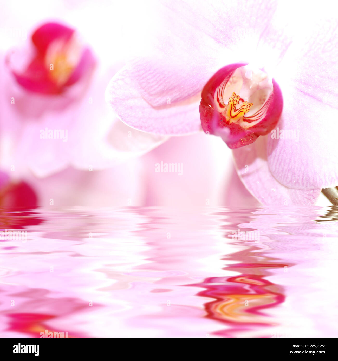 SPA flowers. Orchids in water Stock Photo - Alamy