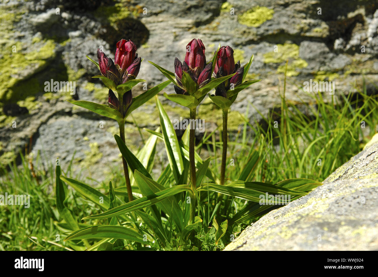 Gentianaceae High Resolution Stock Photography and Images - Alamy
