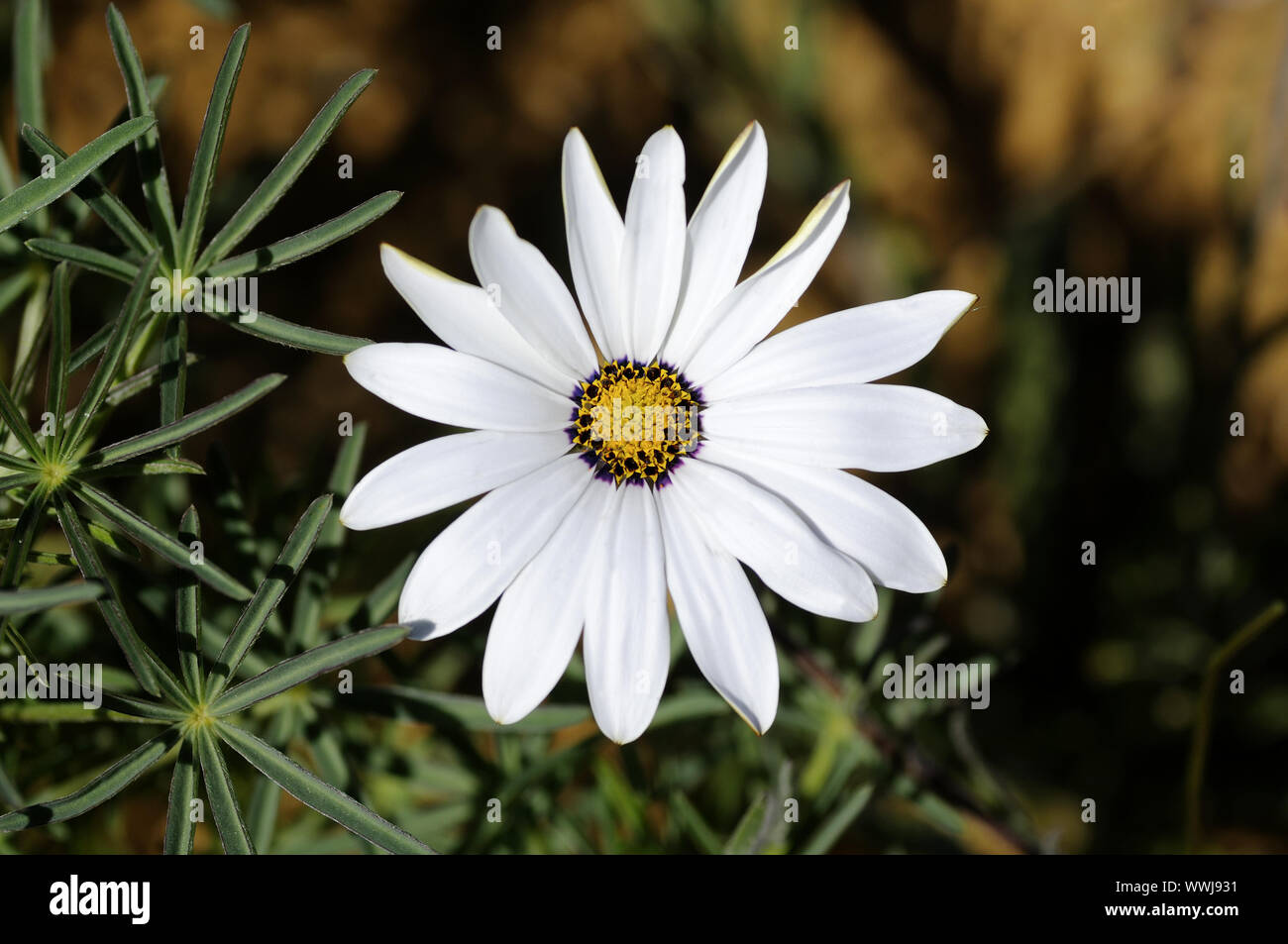 Dimorphoteca flower hi-res stock photography and images - Alamy