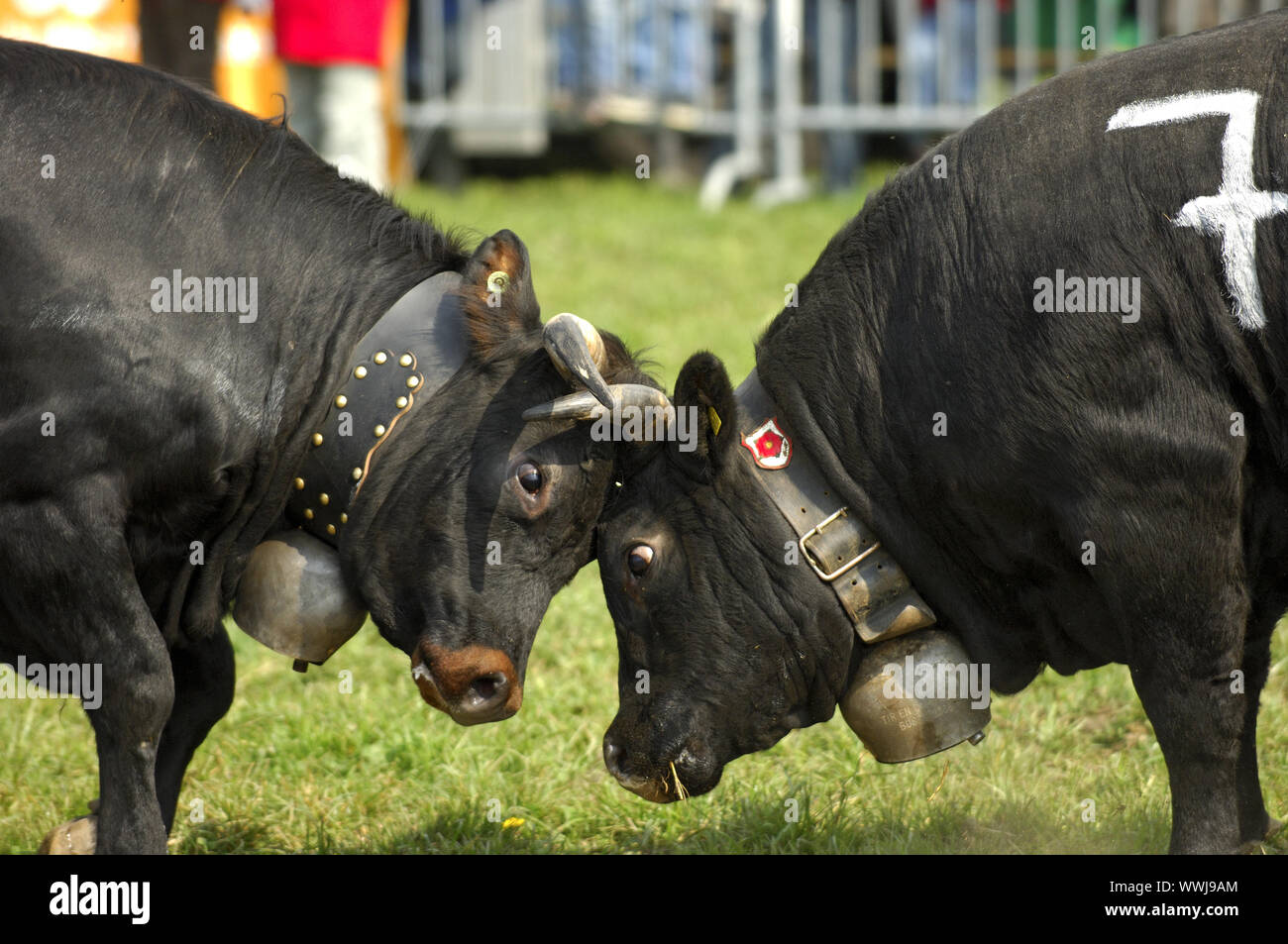 Herens fighting cow hi-res stock photography and images - Alamy