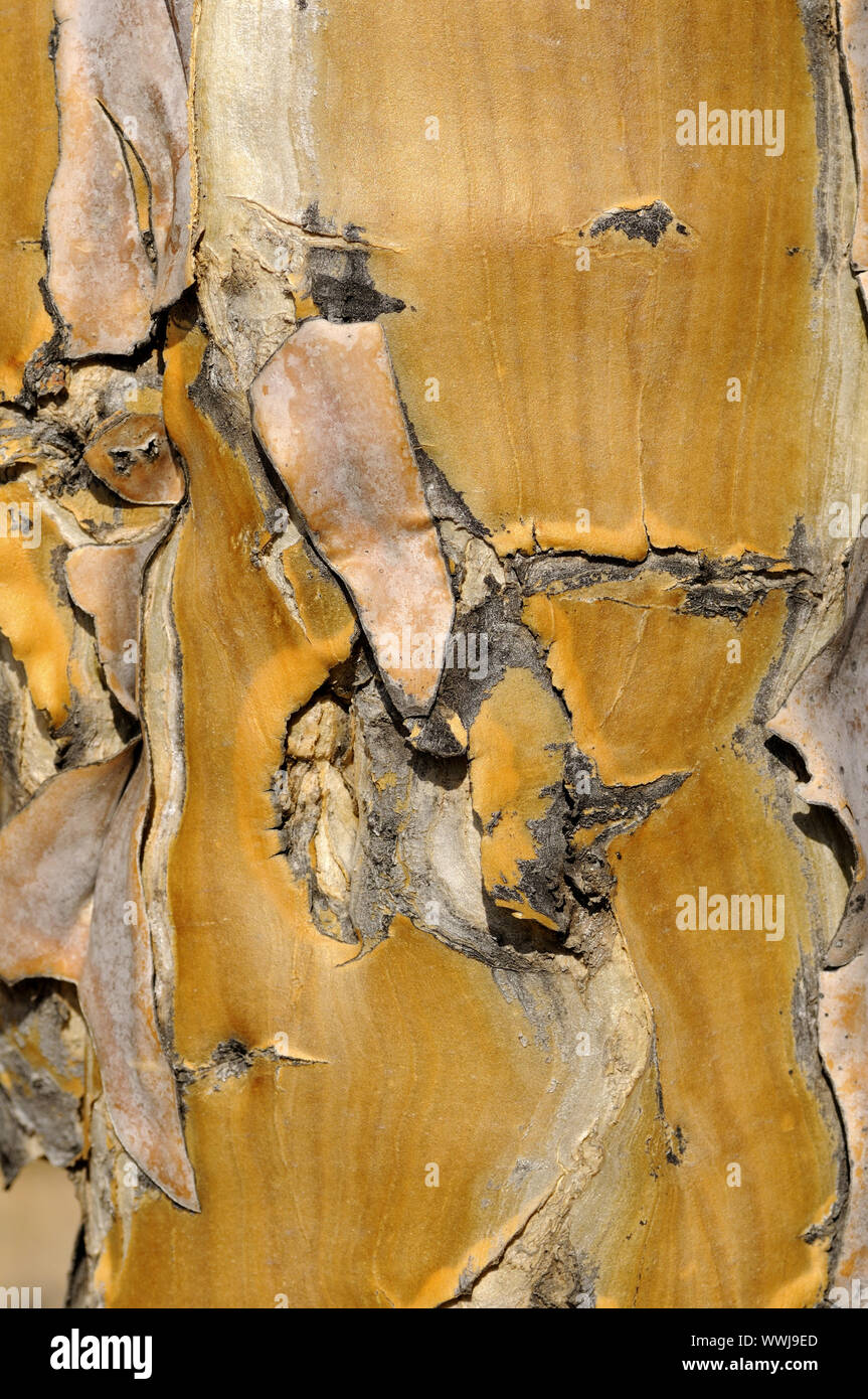 Bark namaqualand south africa hi-res stock photography and images - Alamy