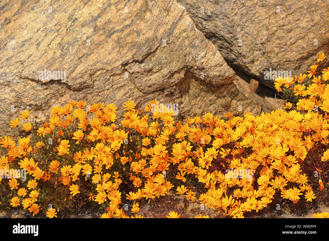 Nababeep namaqualand hi-res stock photography and images - Alamy