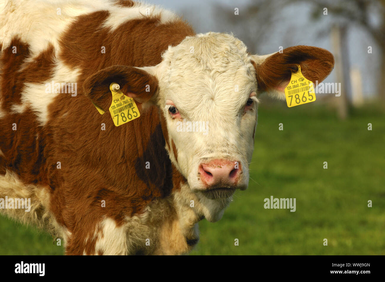 Calf with ear tag Stock Photo - Alamy
