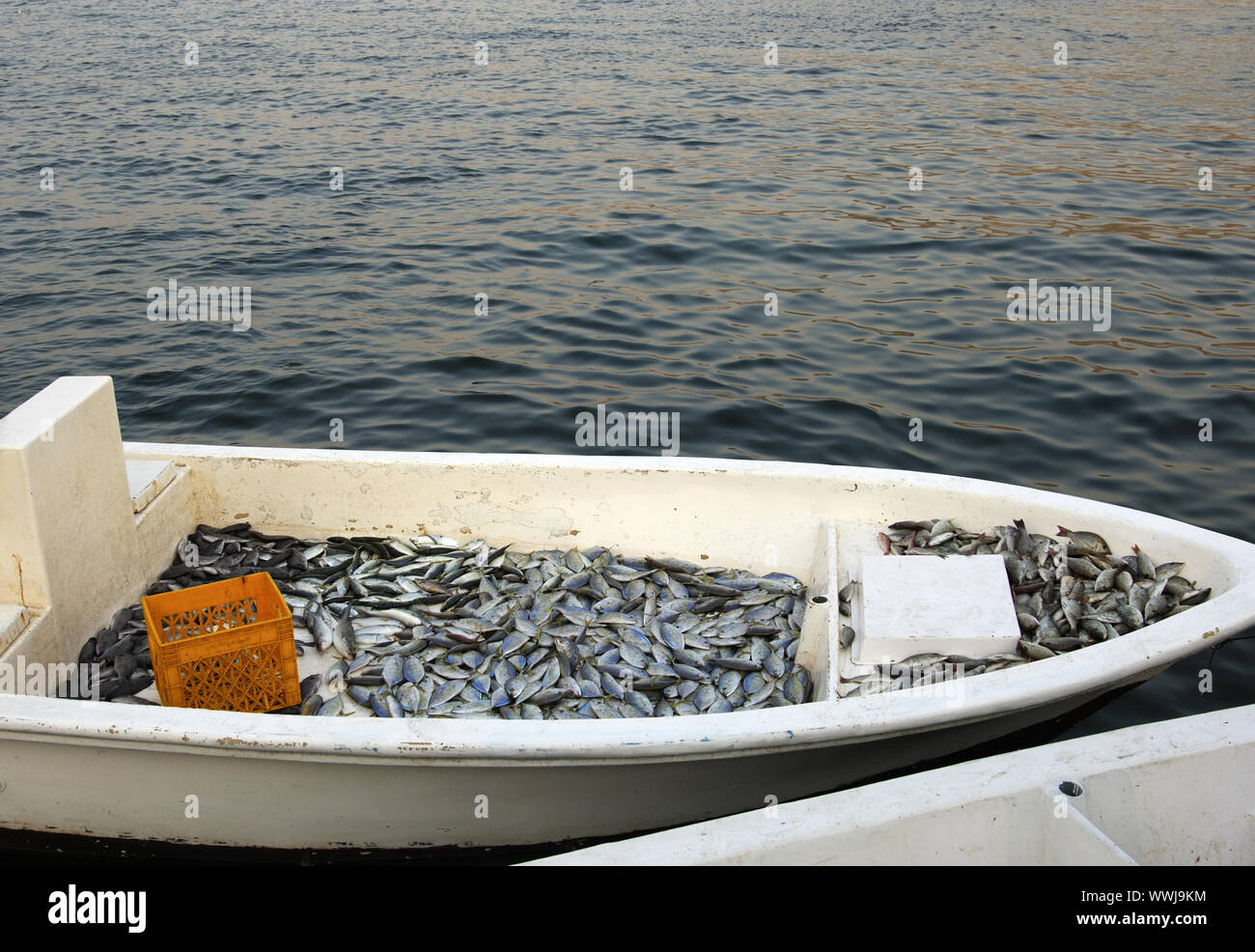Fishing boat full of fish hi-res stock photography and images - Alamy