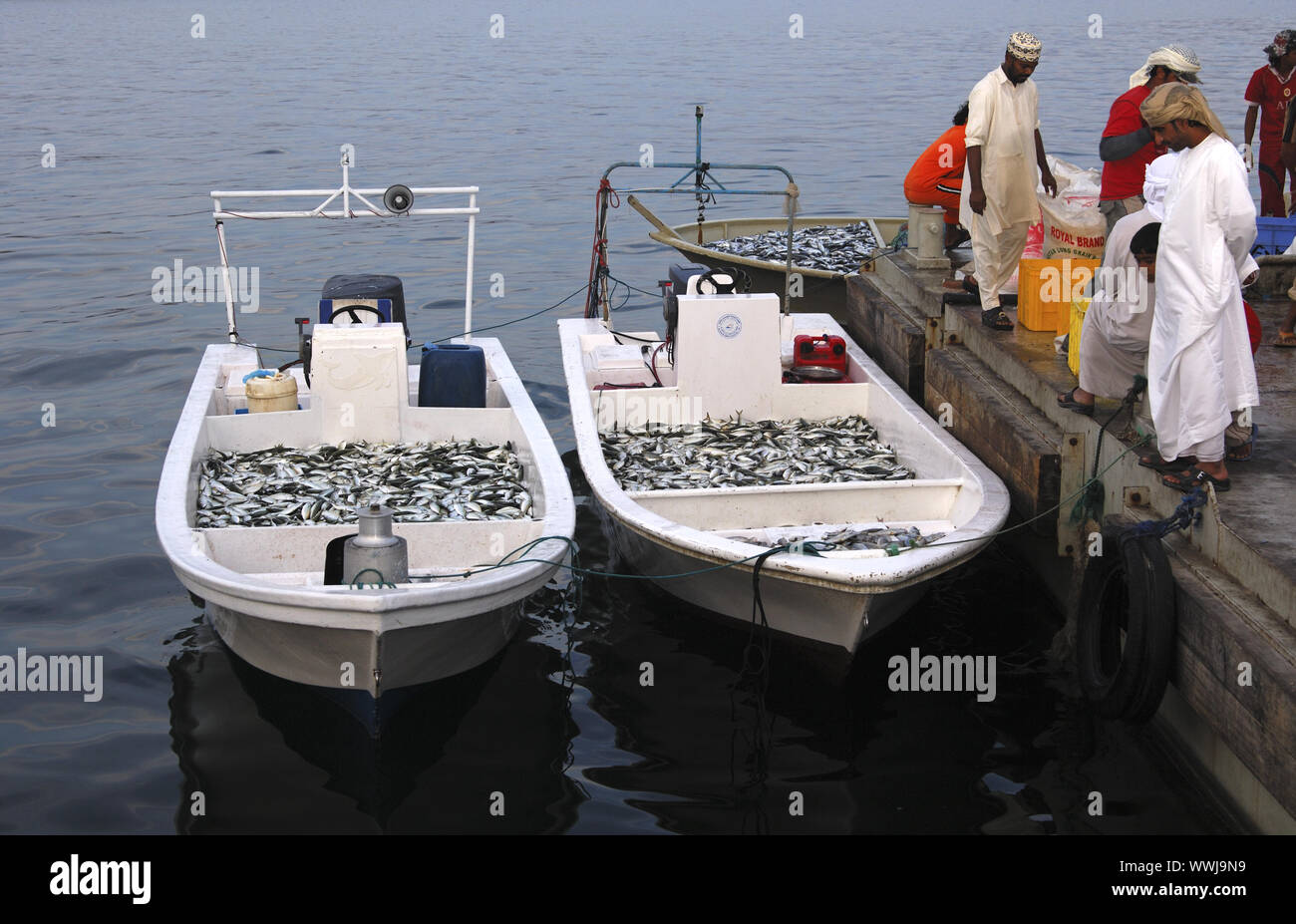 Fishing boats with fresh catch, Khasab, Oman Stock Photo - Alamy