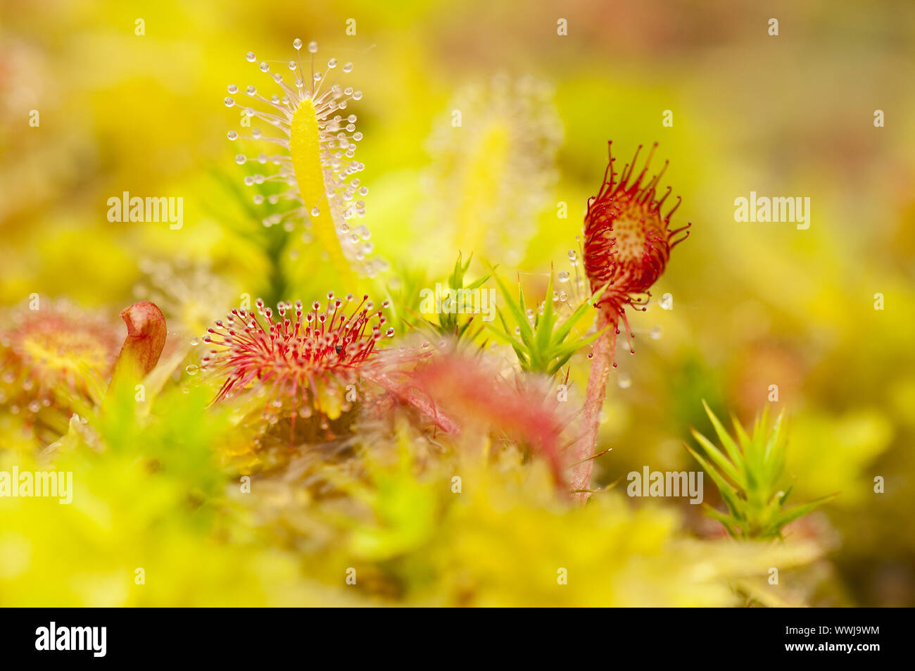 Sundew rotundifolia hi-res stock photography and images - Alamy