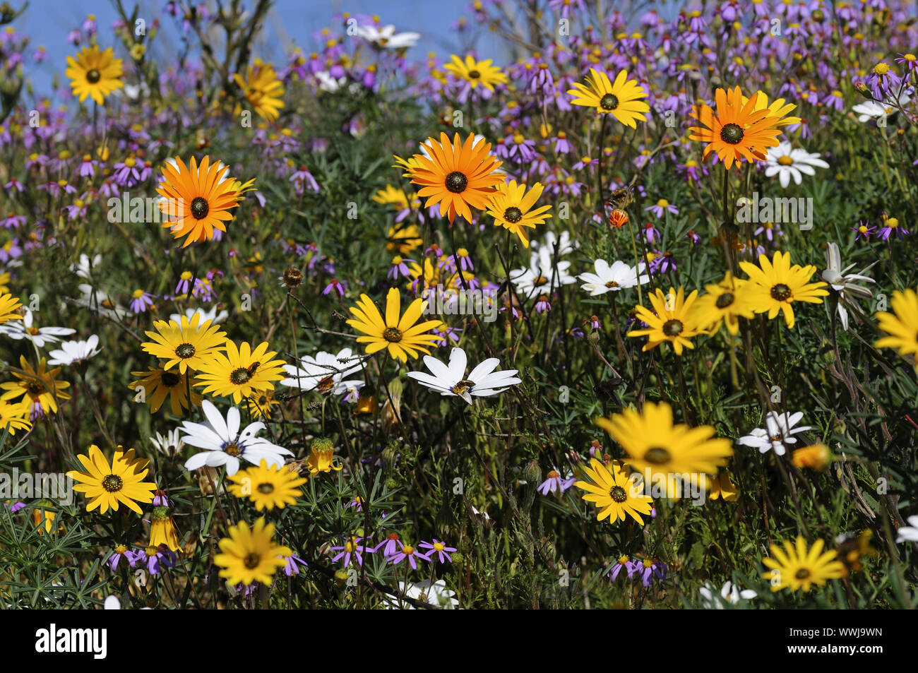 Flower meadow, Namaqualand Stock Photo - Alamy