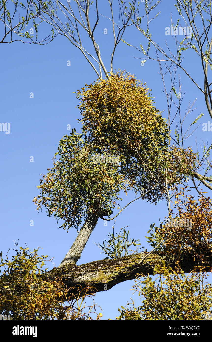 Poplar trees mistletoe in hi-res stock photography and images - Alamy