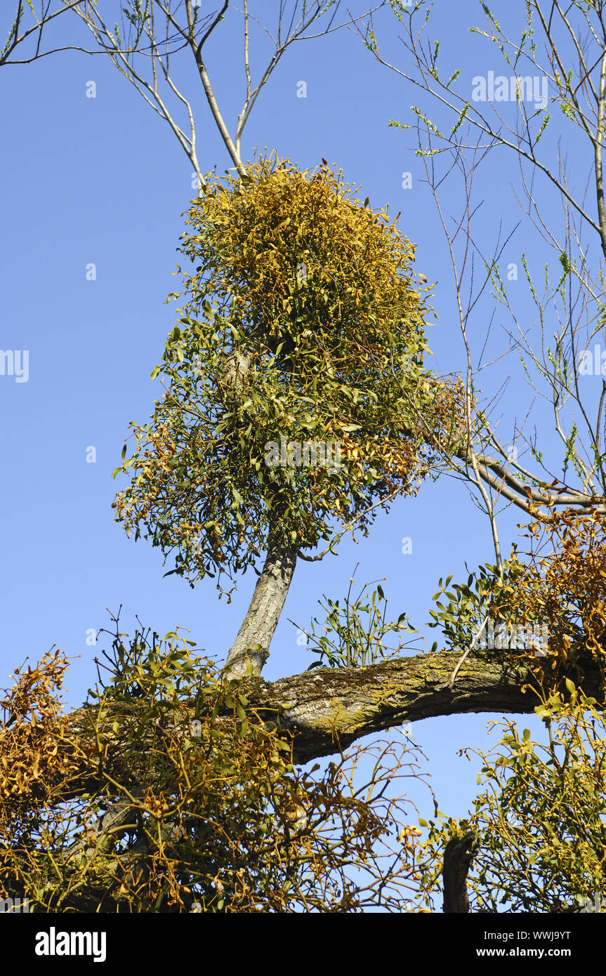Deciduous mistletoe hi-res stock photography and images - Alamy