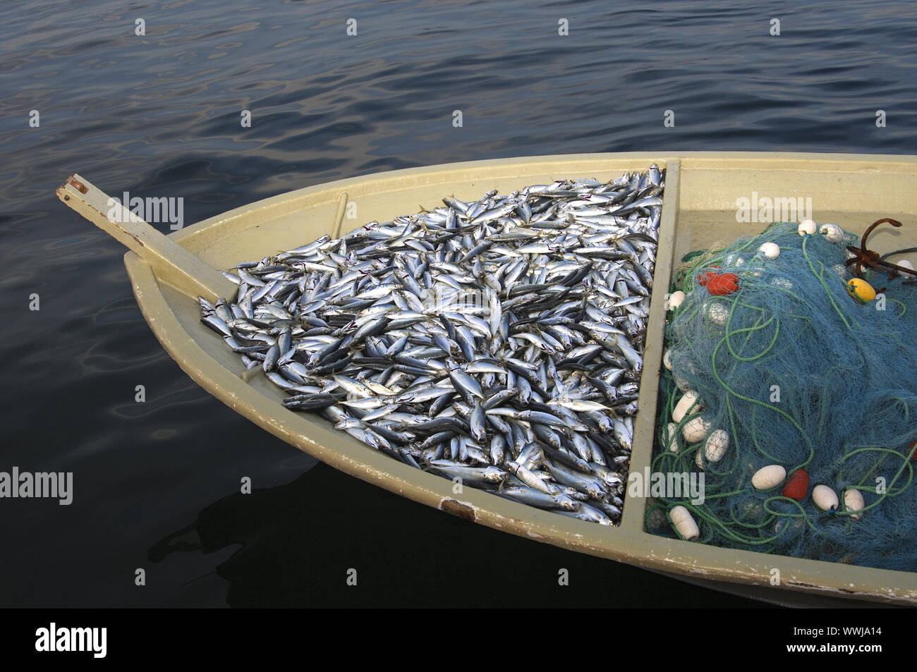 Fishing boat with fresh fish Stock Photo - Alamy