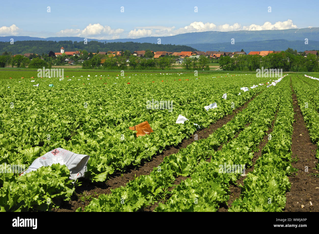 Outdoor cultivation of Batavia lettuce Stock Photo - Alamy
