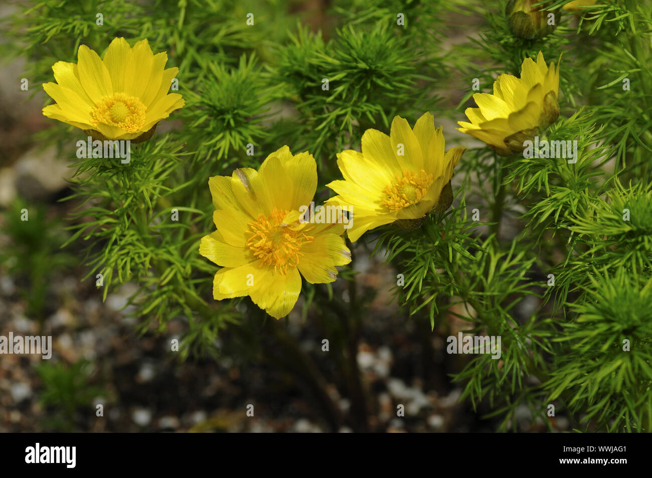 Adonisherb hi-res stock photography and images - Alamy