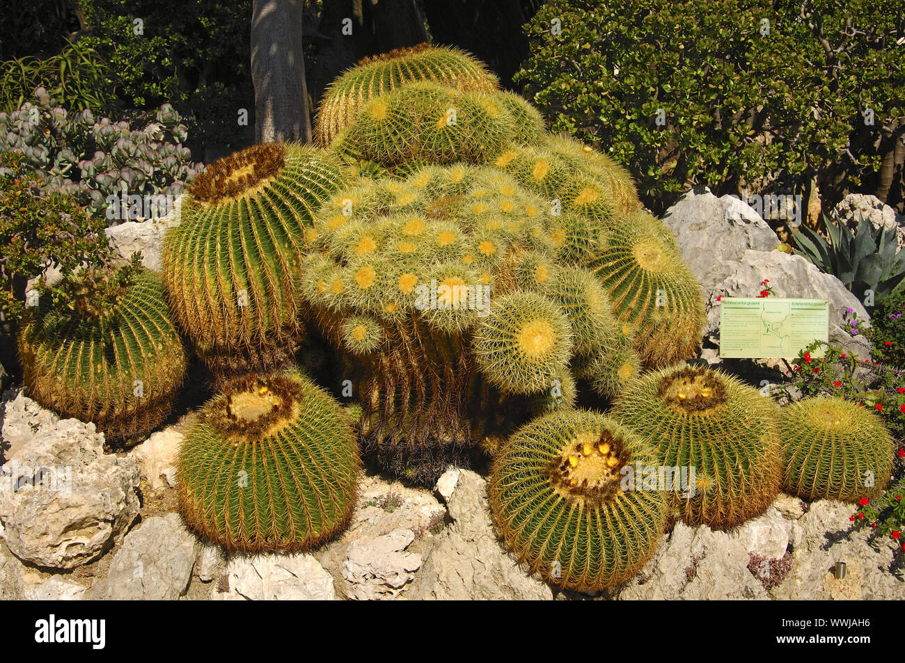 The oldest gold ball cactus in Europe Stock Photo - Alamy