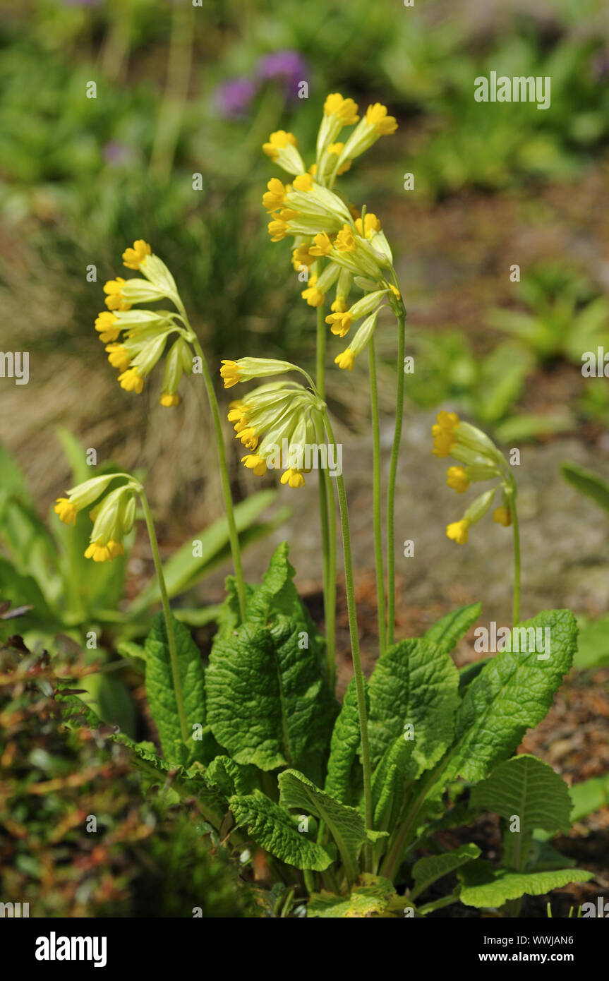 Primeroses hi-res stock photography and images - Alamy