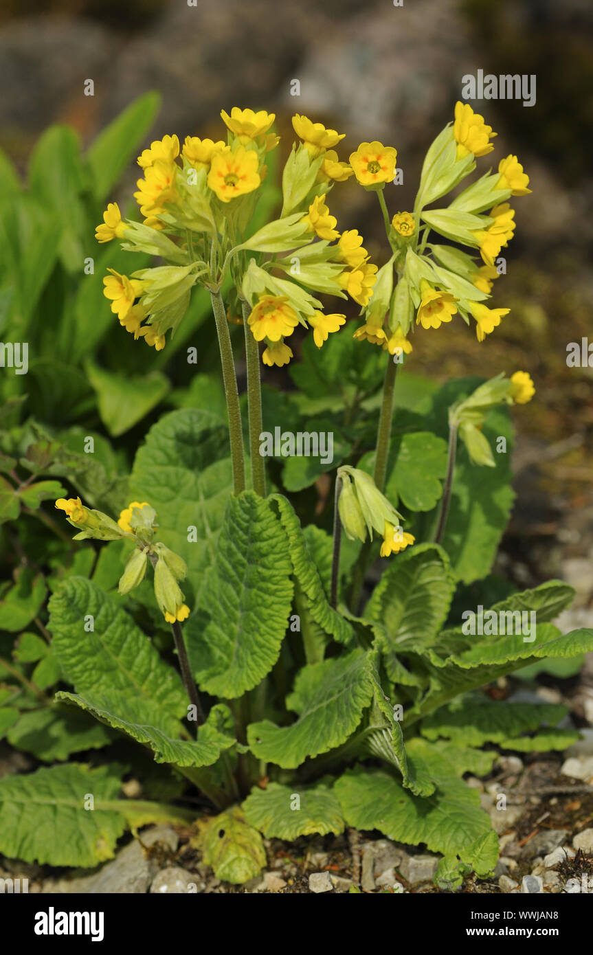 Genuine primrose hi-res stock photography and images - Alamy