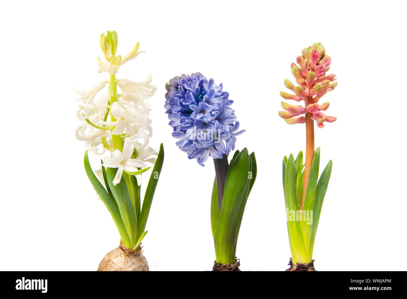 Three Hyacinths in different colors isolated over white background ...