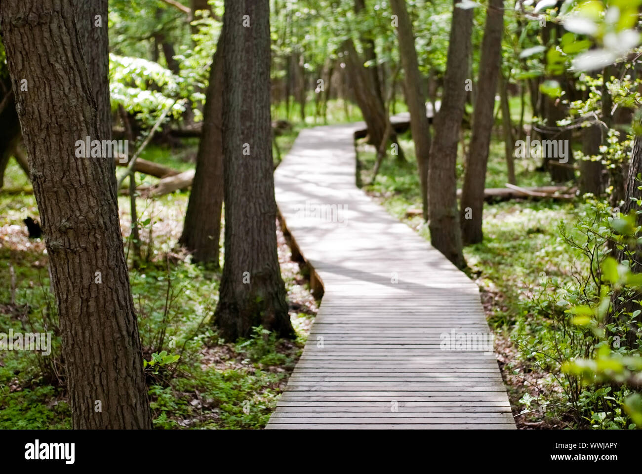 Path through forest Stock Photo - Alamy