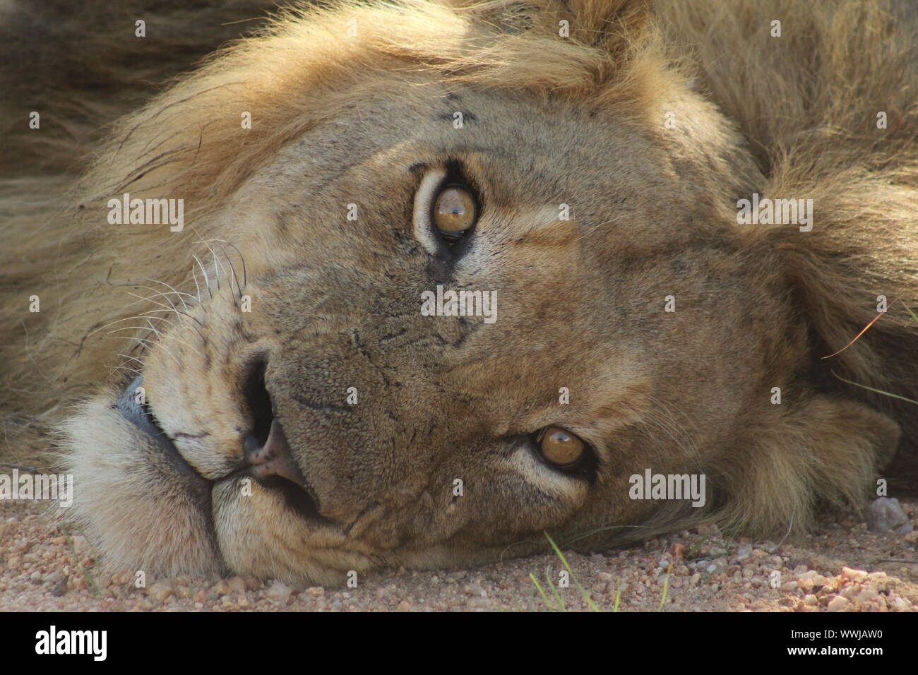 Lion pride eating on savanna hi-res stock photography and images - Alamy