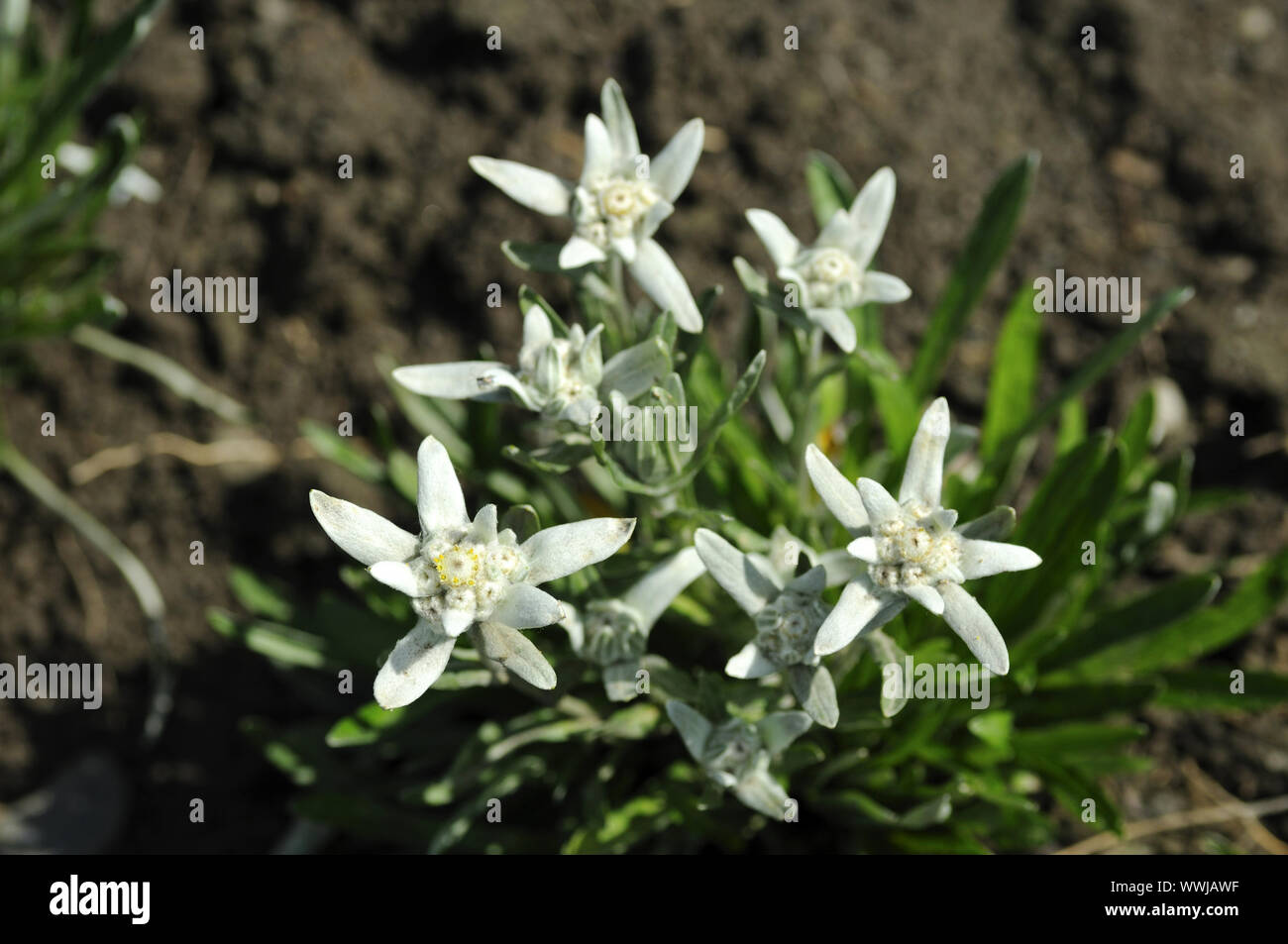 Edelweiss swiss hi-res stock photography and images - Alamy