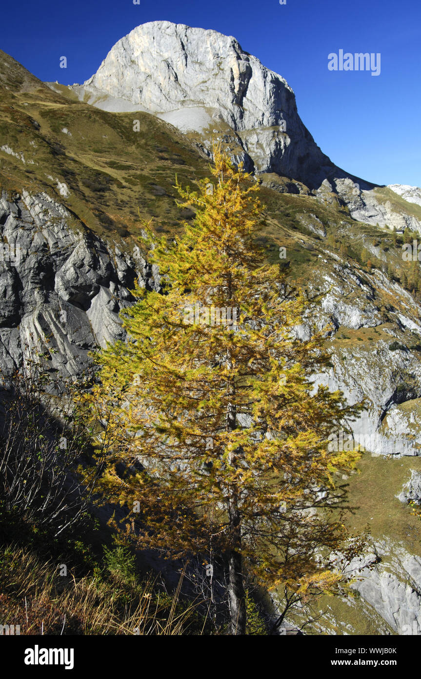 Woodland regions hi-res stock photography and images - Alamy