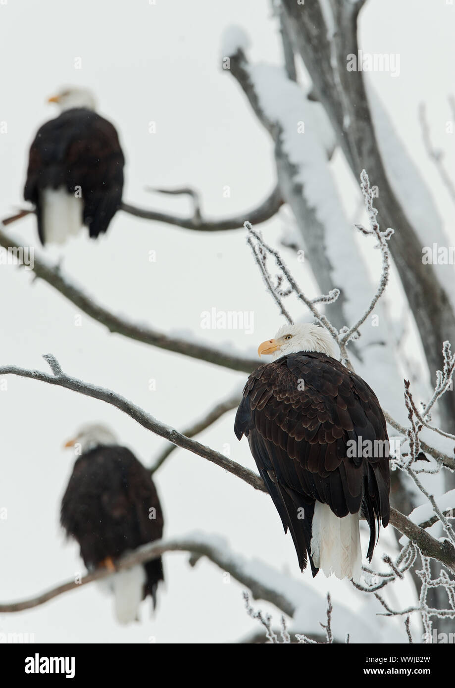 Three Bald Eagles (Haliaeetus leucocephalus) sit on snow-covered branches of a tree Stock Photo ...